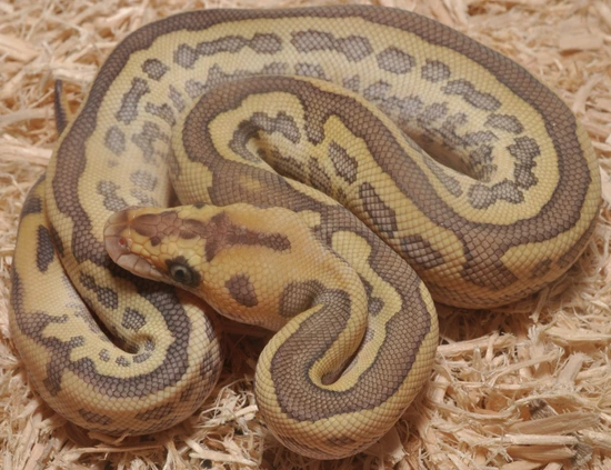 Black Head Leopard Butter Clown - SALE Ball Python by Sixth Sense Exotics
