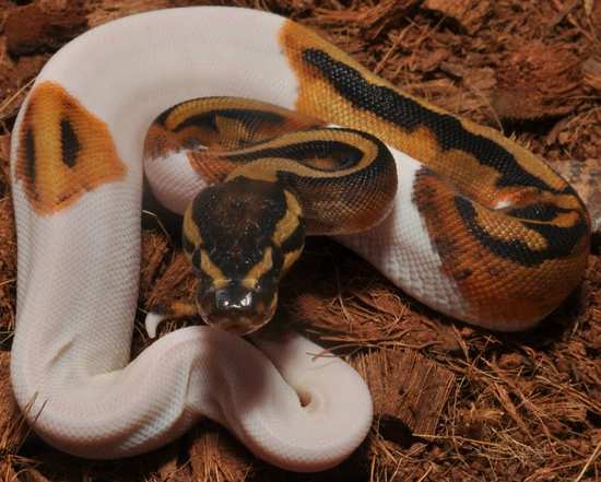 Pied Het Sunset - SALE Ball Python by Sixth Sense Exotics