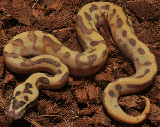 Super Enchi Leopard Fire YB Pos OD Het Sunset - SALE Ball Python by ...