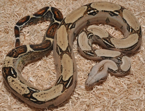 Keltic Jungle DH Leopard VPI ADULT - SALE Boa Constrictor by Sixth ...