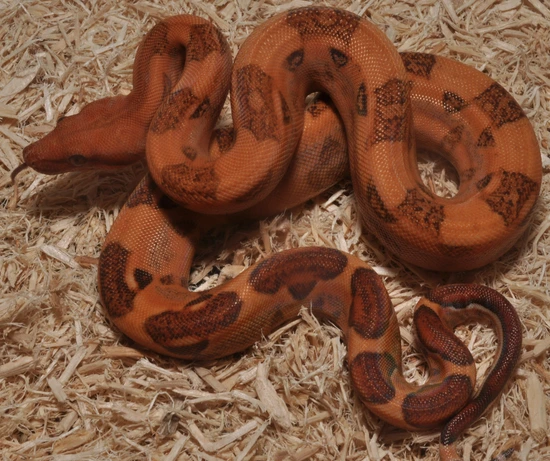 VPI Blood - SALE Boa Constrictor by Sixth Sense Exotics