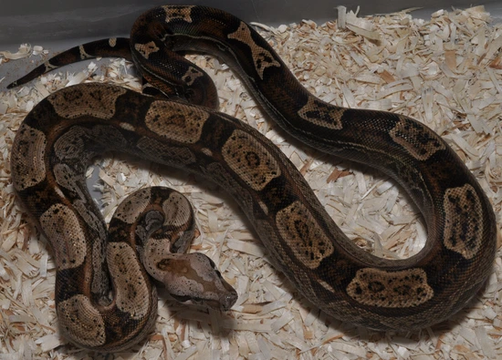 RLT DH Sharp Leopard ADULT - SALE Boa Constrictor by Sixth Sense Exotics