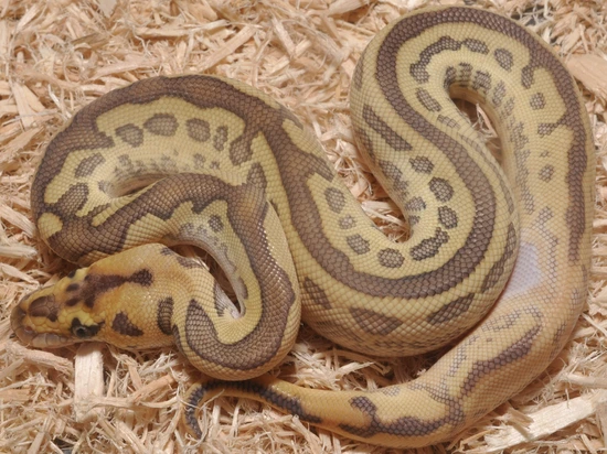 Black Head Butter Leopard Clown - SALE Ball Python by Sixth Sense Exotics