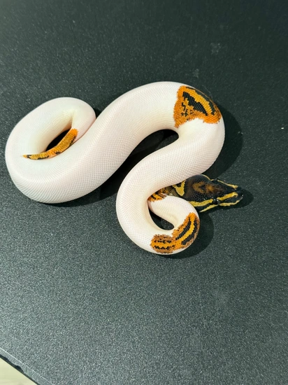 Pumpkin Pied Ball Python by Breeding with Briggs