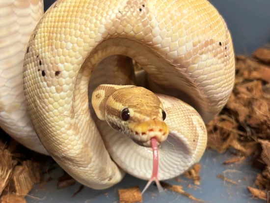 Proven Male Female Maker Banana OD Ball Python by Great Lakes Snakes