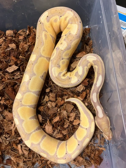 Banana OD YB Ball Python by Great Lakes Snakes