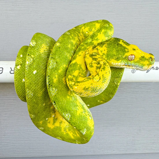 Adult Male Biak Green Tree Python by Coastal Morelia