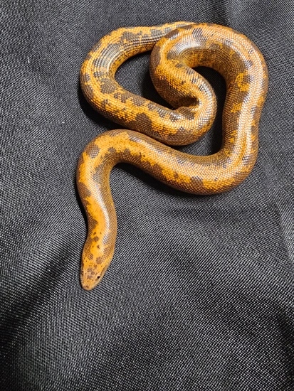 Normal Stripe Het Anery Kenyan Sand Boa by Coastal Scales LLC