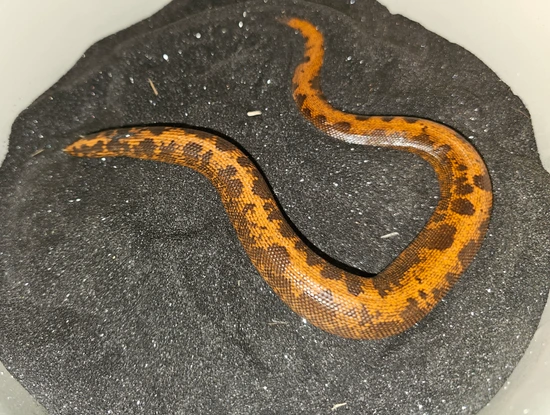 Normal Stripe Het Anery Kenyan Sand Boa by Coastal Scales LLC