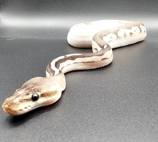 Sterling Sandblast Vanilla Ball Python by Coastal Scales LLC