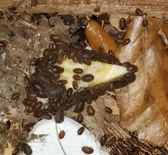 Question Mark Roach (Therea Olegrandjeani) Cockroach by Cockroaches R Us