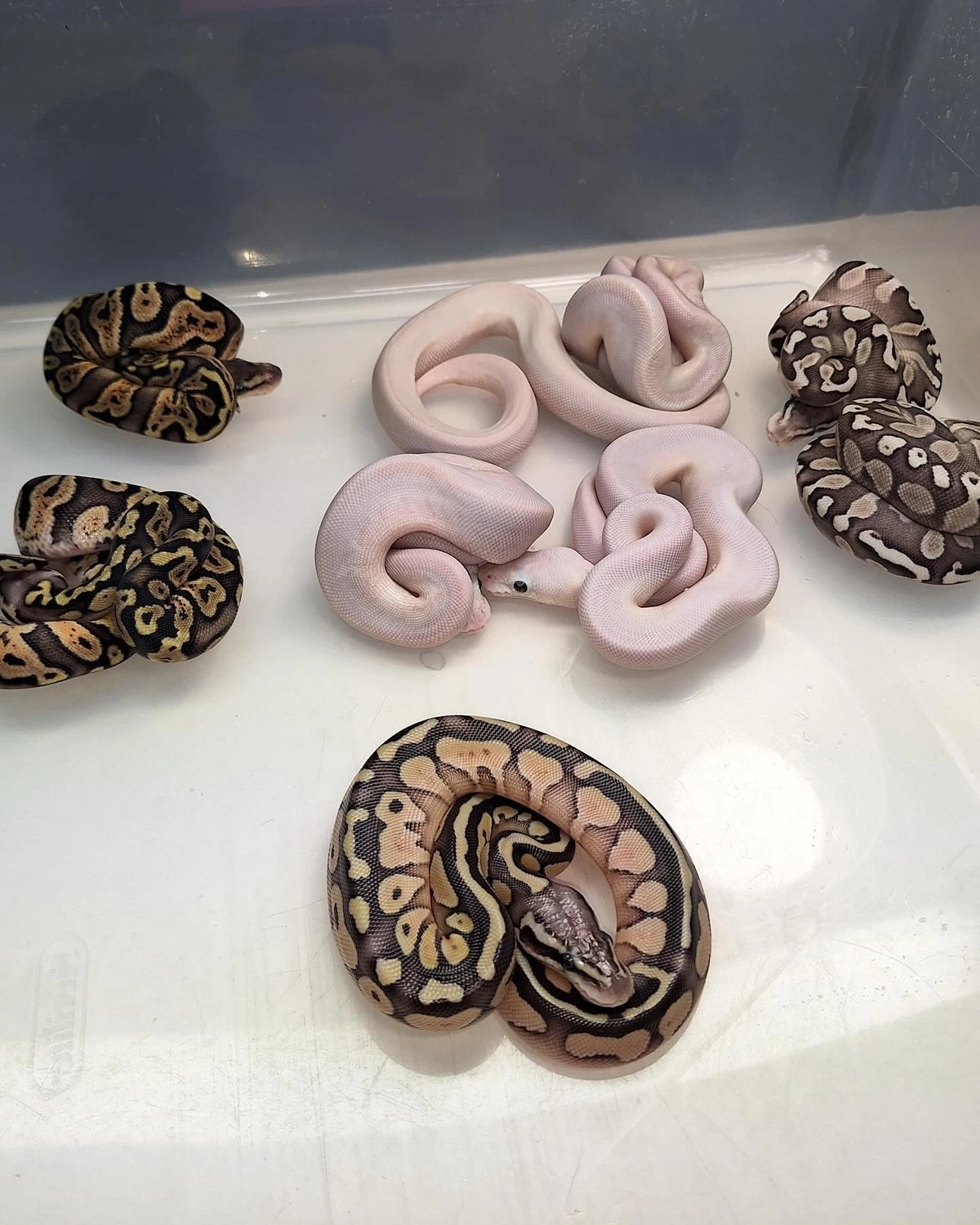 Ball Python Clutch: 24-05 by Coilcraft exotics - MorphMarket
