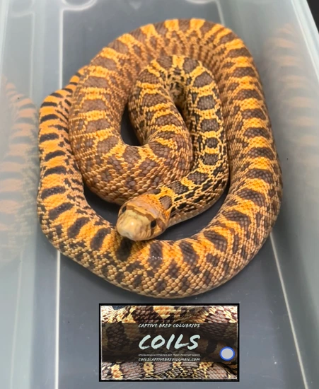 Hypo Bull (Hannum/Hypo Stillwater) Bullsnake by Coils Captive-Bred ...