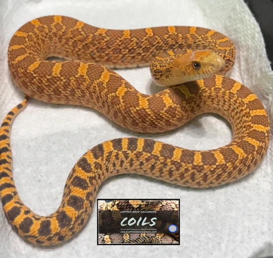 Hypo Bull (Hannum/Hypo Stillwater) Bullsnake by Coils Captive-Bred ...