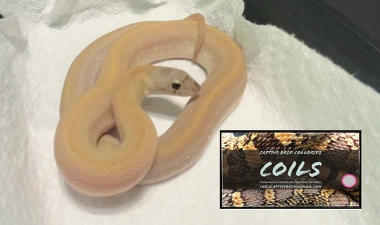 Patternless Hypo Whitesided Bull (Trumbower) Bullsnake by Coils Captive ...