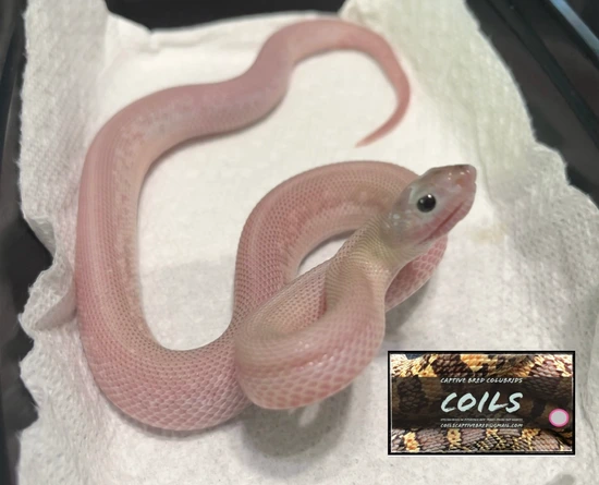 Patternless Hypo Whitesided Axanthic Bull (Trumbower) Bullsnake by ...