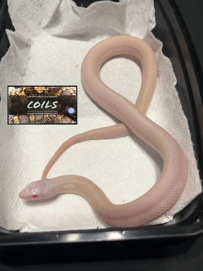Patternless Blizzard 5 Gene Bull (Trumbower) Bullsnake by Coils Captive ...