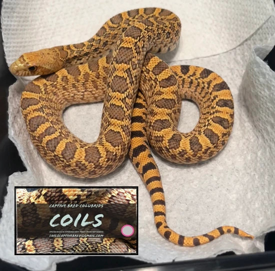Hypo Bull (Hannum/Hypo Stillwater) Bullsnake by Coils Captive-Bred ...