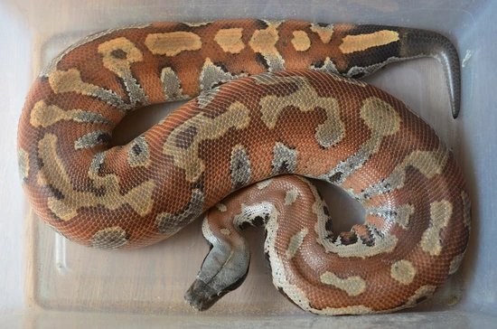 Bangka Locality Blood Blood Python by Rockslide Reptiles