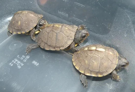 CBH 2019 Gulf Coast Box Box Turtle by Coldblooded Novelties