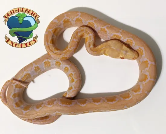 SuperDwarf Amel Reticulated Python by Cold-Hearted Exotics