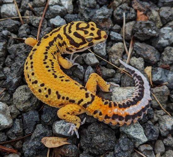 Bold Tangerine Het Tremper Leopard Gecko by Cold-Blooded Earth