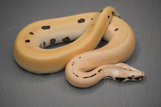 Magpie 100% Het T+ Albino. New Pictures Blood Python by Cold-Blooded Earth