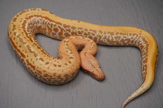 T+ Albino Pixel Blood Python by Cold-Blooded Earth