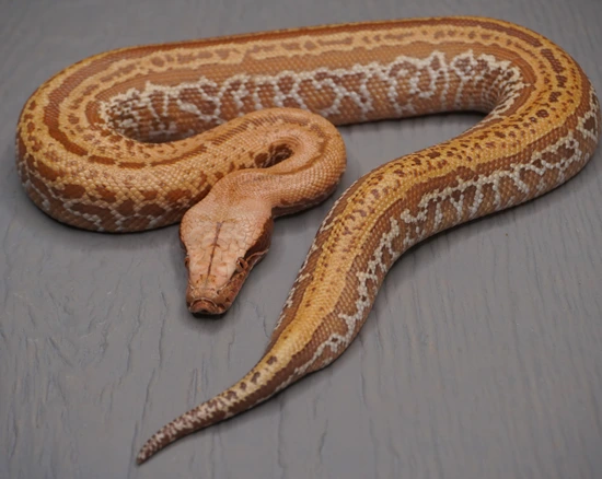 Sunder (Possible Zig Zig) T+ Albino Pixel Blood Python by Cold-Blooded ...