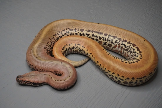 Slackline Level 2 Pixel Blood Python by Cold-Blooded Earth