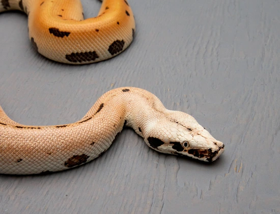 Sunder Magpie, Het T+ Blood Python by Cold-Blooded Earth