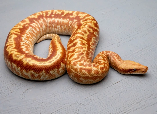 T+ Albino Zig Zag Batik Blood Python by Cold-Blooded Earth