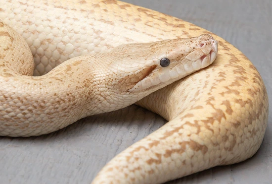 Electrostatic (T+ Albino Ivory Batik) Blood Python by Cold-Blooded Earth