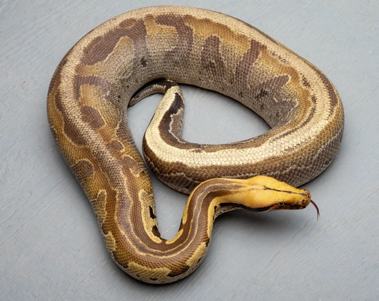 Ultra Borneo STP Borneo Short-Tailed Python by Cold-Blooded Earth