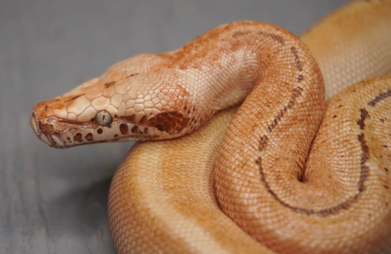 T+ Albino Fallout (Golden Eye Ivory Batik) Blood Python by Cold-Blooded ...