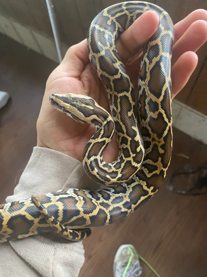 Beautiful Baby Burm Burmese Python by ColdBloodedGardener