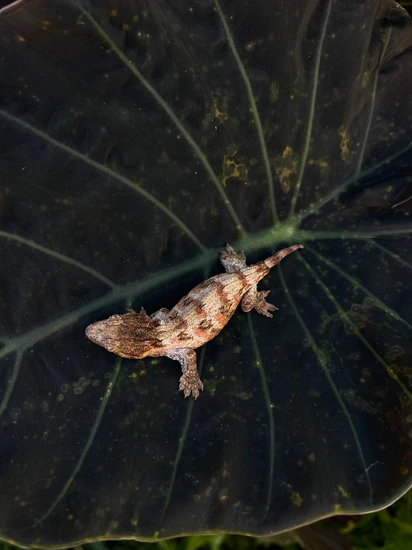 Pure Nuu Ami *Super Nice* Leachianus Gecko by Cold Blooded Science