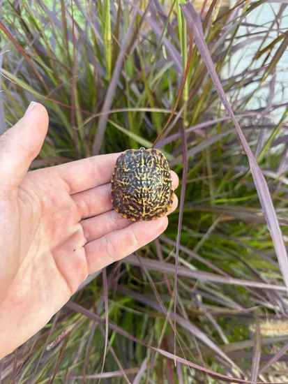 Ornate Box Baby Box Turtle by CT's Tortoises