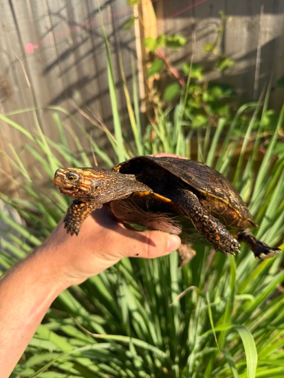 Mexican Spotted Wood Turtle (Rhinoclemmy Rubida Rubida) by CT's Tortoises