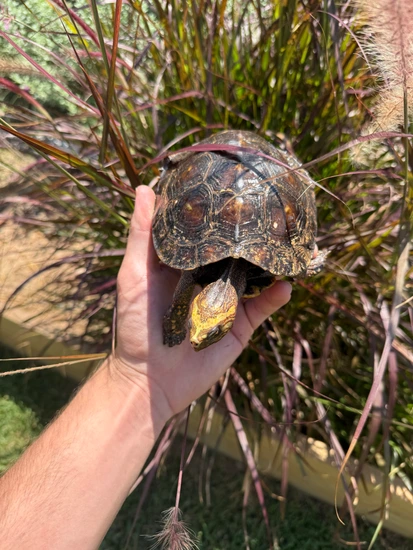 Mexican Spotted Wood Turtle (Rhinoclemmy Rubida Rubida) by CT's Tortoises