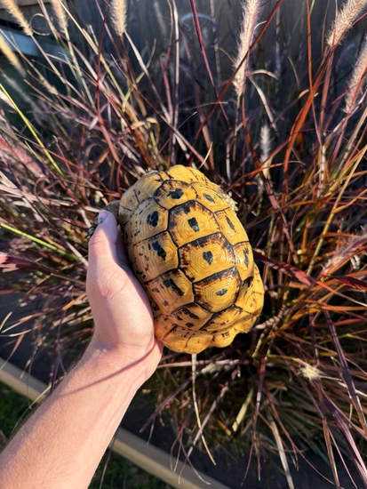 Male Libyan Greek (Well Established) Greek Tortoise by CT's Tortoises
