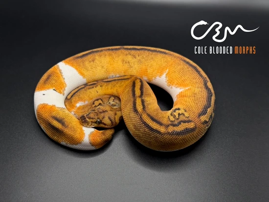 Black Head Clown Pied Paradox Ball Python by Cole Blooded Morphs