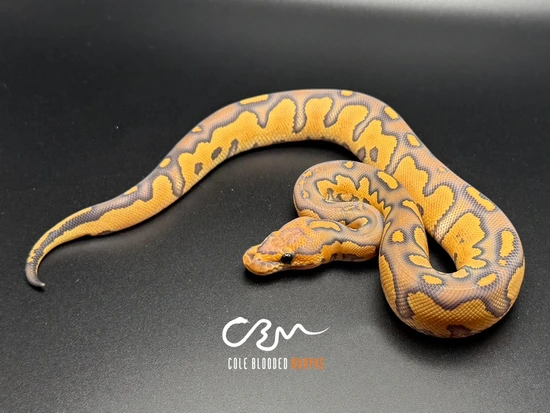 Chocolate (Enchi) Hypo Clown Ball Python by Cole Blooded Morphs