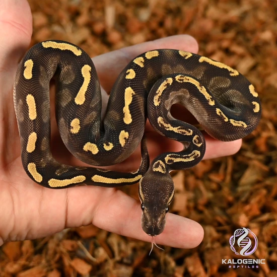 GHI Mojave Het. Black Axanthic Ball Python by Kalogenic Reptiles