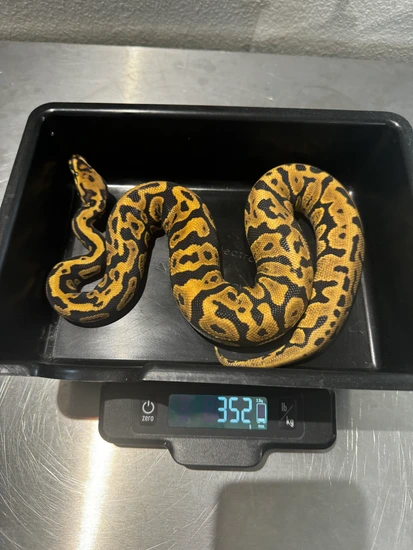 Acid Pastel Gravel Spotnose Het Clown Ball Python by FDZ Morphs