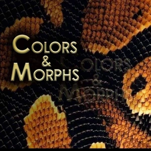 Colors&Morphs Ball Python Breeding - MorphMarket