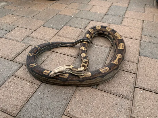 Motley Boa Constrictor by Colossal Constrictors LLC