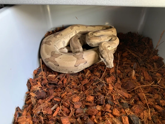 Ghost Jungle Boa Constrictor by Colossal Constrictors LLC
