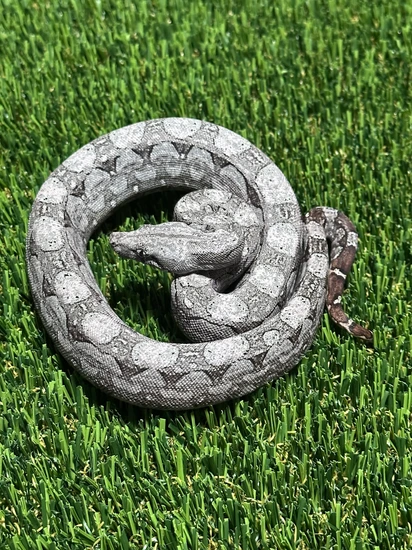 2024 Female Argentine Argentine Boa Constrictor by Colossal ...
