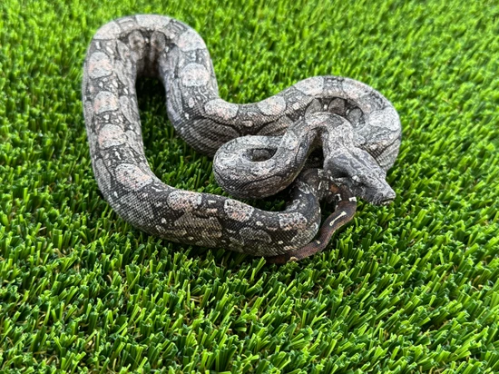 Female Argentine Boa Argentine Boa Constrictor by Colossal Constrictors LLC